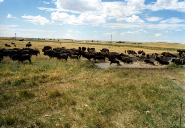 Durham Bison Ranch - macmeat.com